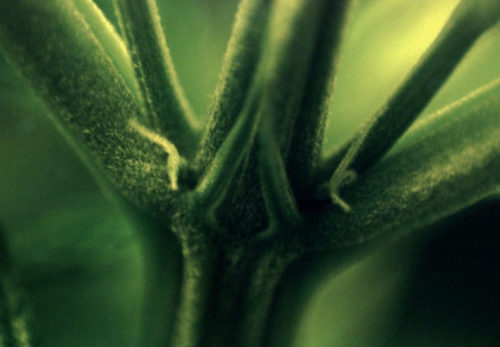 What is Weed? Your Complete Guide to Understanding Cannabis