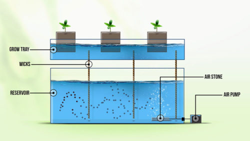 Hydroponic Wick Systems for Cannabis: Step-By-Step Grower's Guide