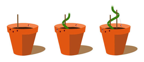 How to Grow a Cannabis Bonsai Tree from Scratch (Step by Step)