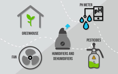 How to Grow Weed Outdoors: 5 Steps (from Seed to Flower)