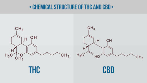 Decarboxylation: How to Decarb Weed The Right Way (Temperature Chart)
