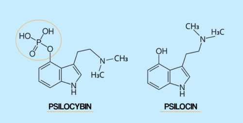 Psilocybin Molecule: The Agent of Transfiguration