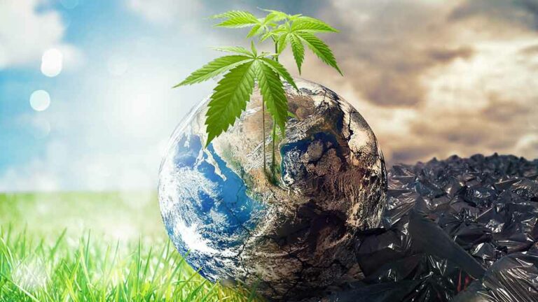 Illegal Cannabis Grows Trigger a Chain of Environmental Disasters on ...