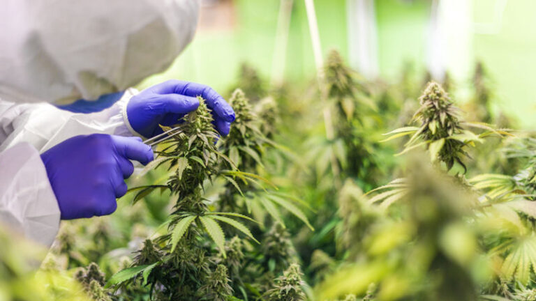 Exploring the Medicinal Marvels: Unveiling the Therapeutic Potentials ... Exploring the Medicinal Marvels: Unveiling the Therapeutic Potentials ...
